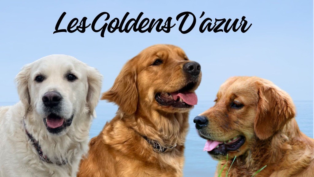 Accueil - Elevage Des Goldens D'Azur - eleveur de chiens Golden Retriever